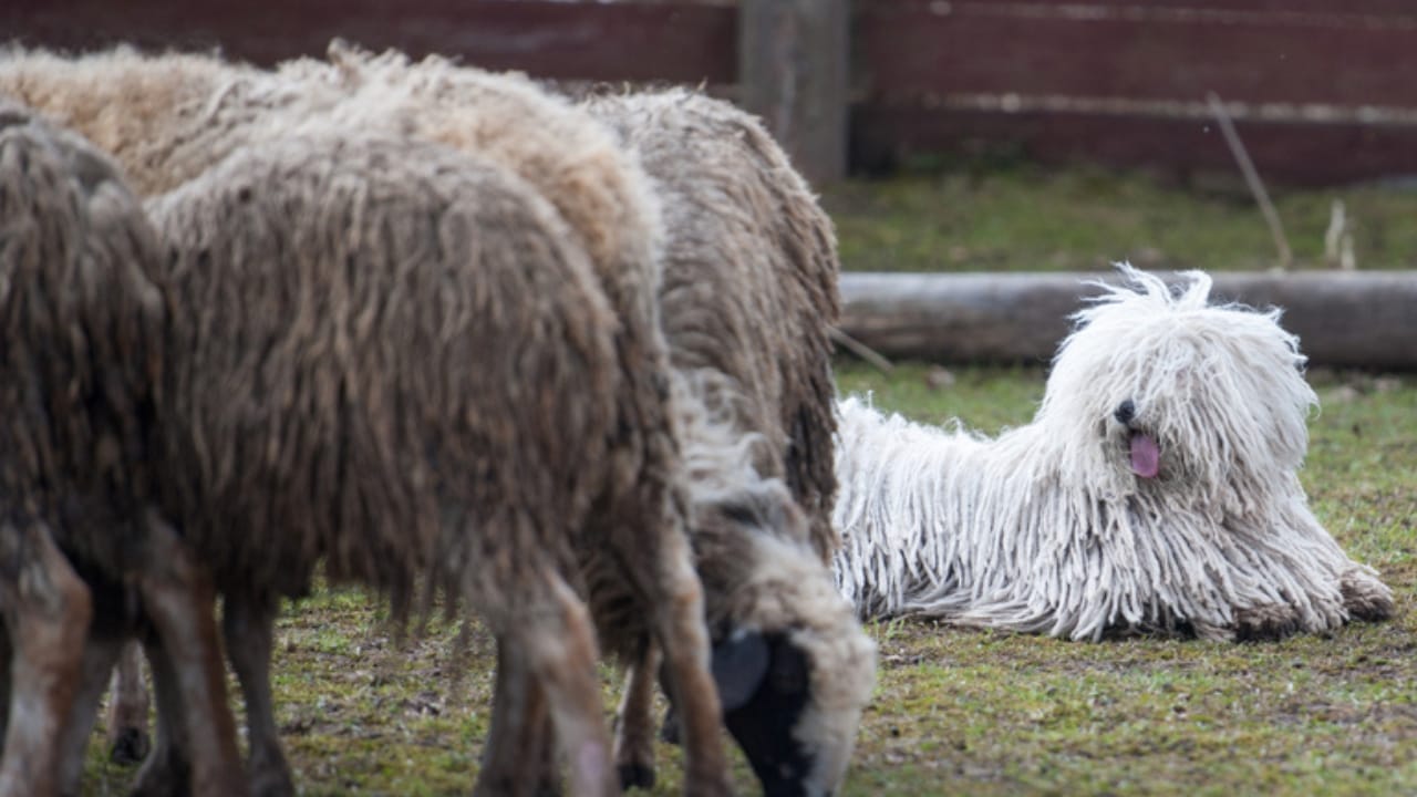 10 Facts about Puli Dogs Every Potential Owner Should Know