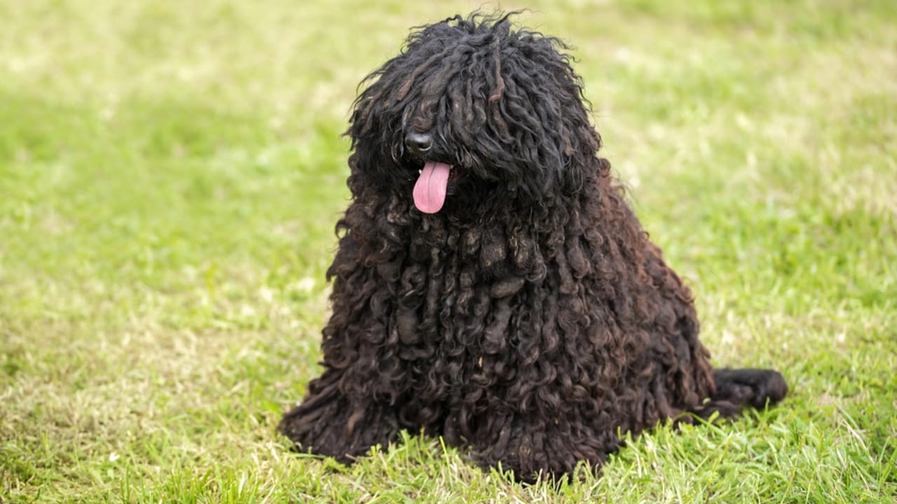 10 Facts about Puli Dogs Every Potential Owner Should Know