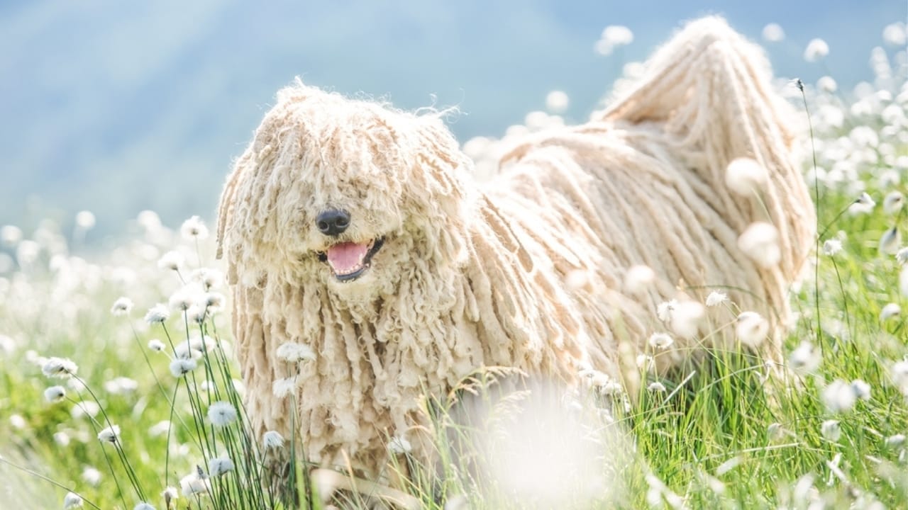 10 Facts about Puli Dogs Every Potential Owner Should Know