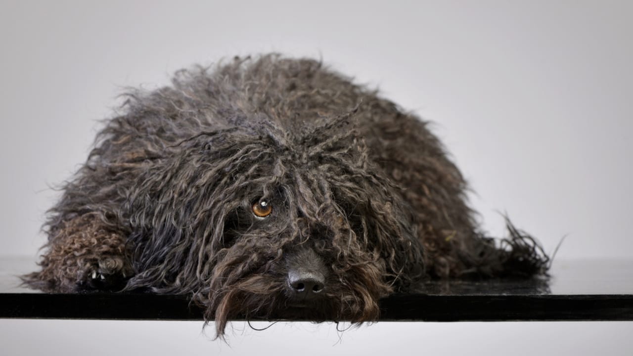 10 Facts about Puli Dogs Every Potential Owner Should Know