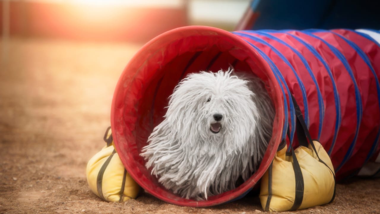 10 Facts about Puli Dogs Every Potential Owner Should Know