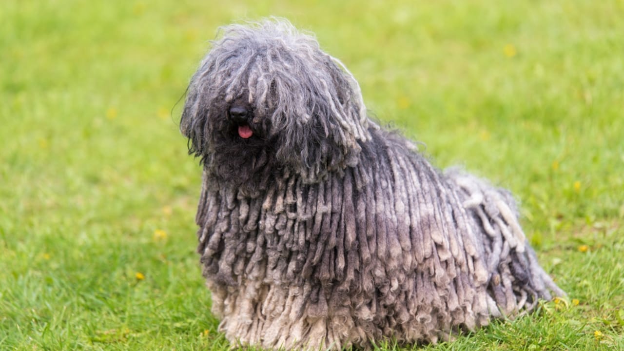 10 Ugliest Dog Breeds You May Never Want to See