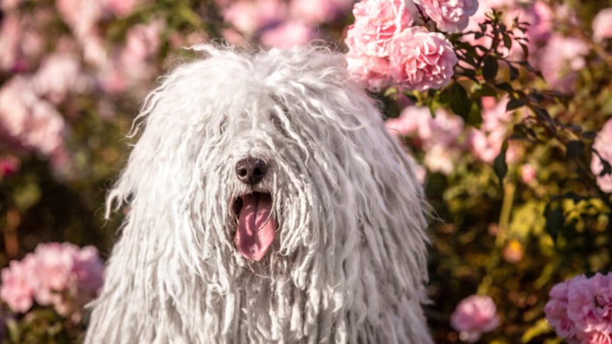 10 Facts about Puli Dogs Every Potential Owner Should Know