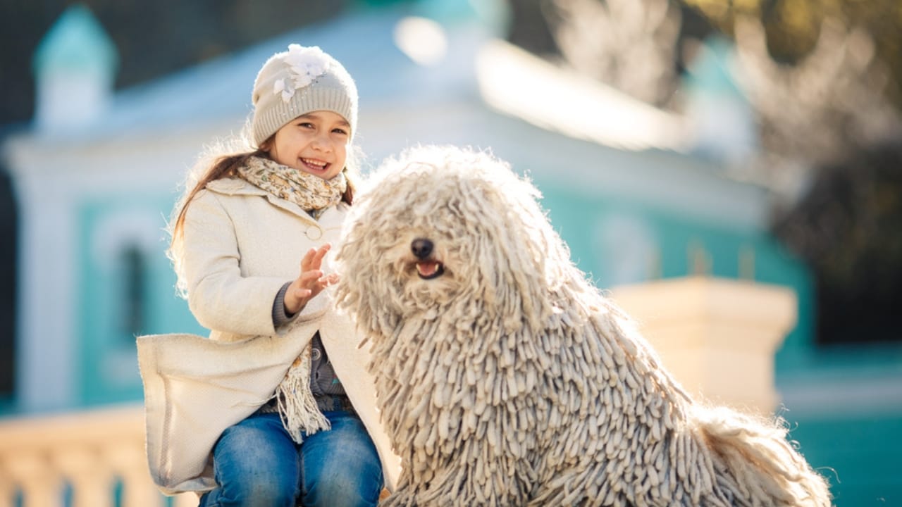 10 Facts about Puli Dogs Every Potential Owner Should Know