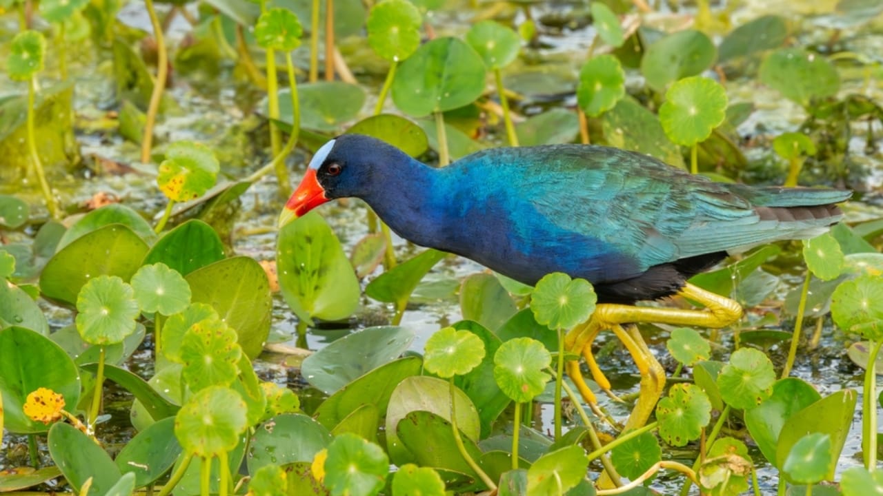 12 Beautiful Purple Birds from Around the World