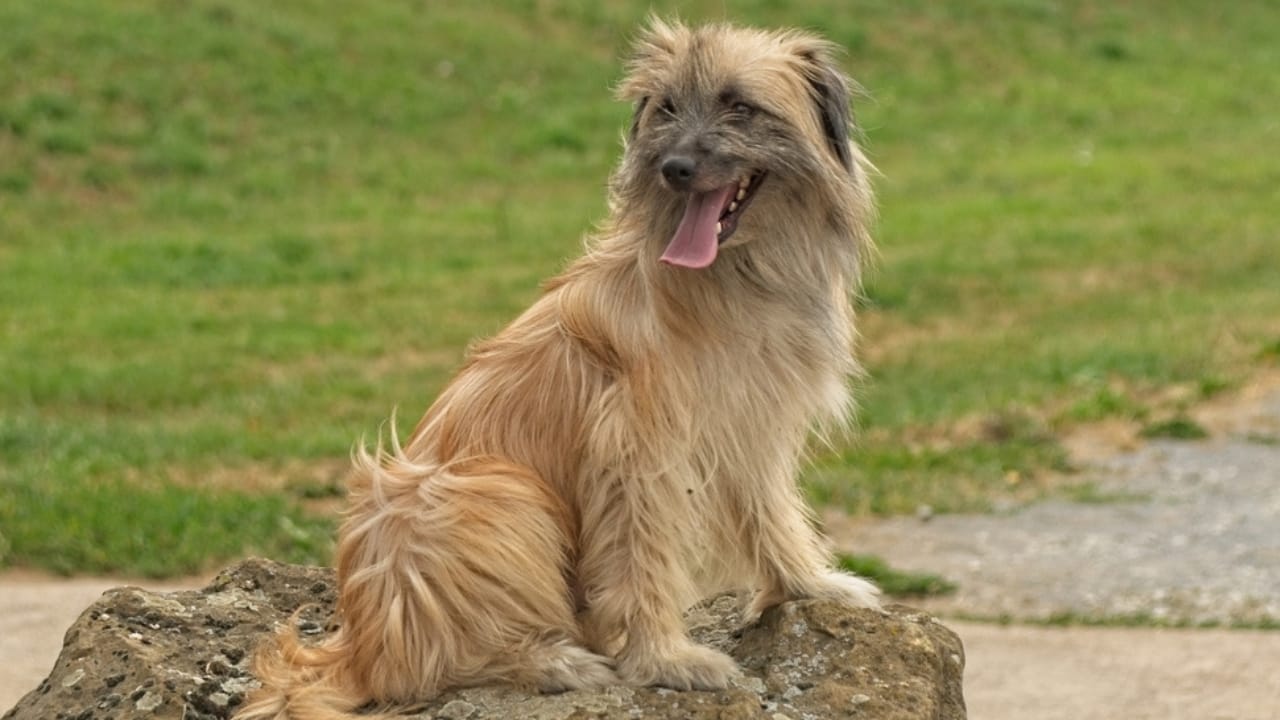 10 Reasons Pyrenean Shepherds Stand Out—And Why You Should Know Them