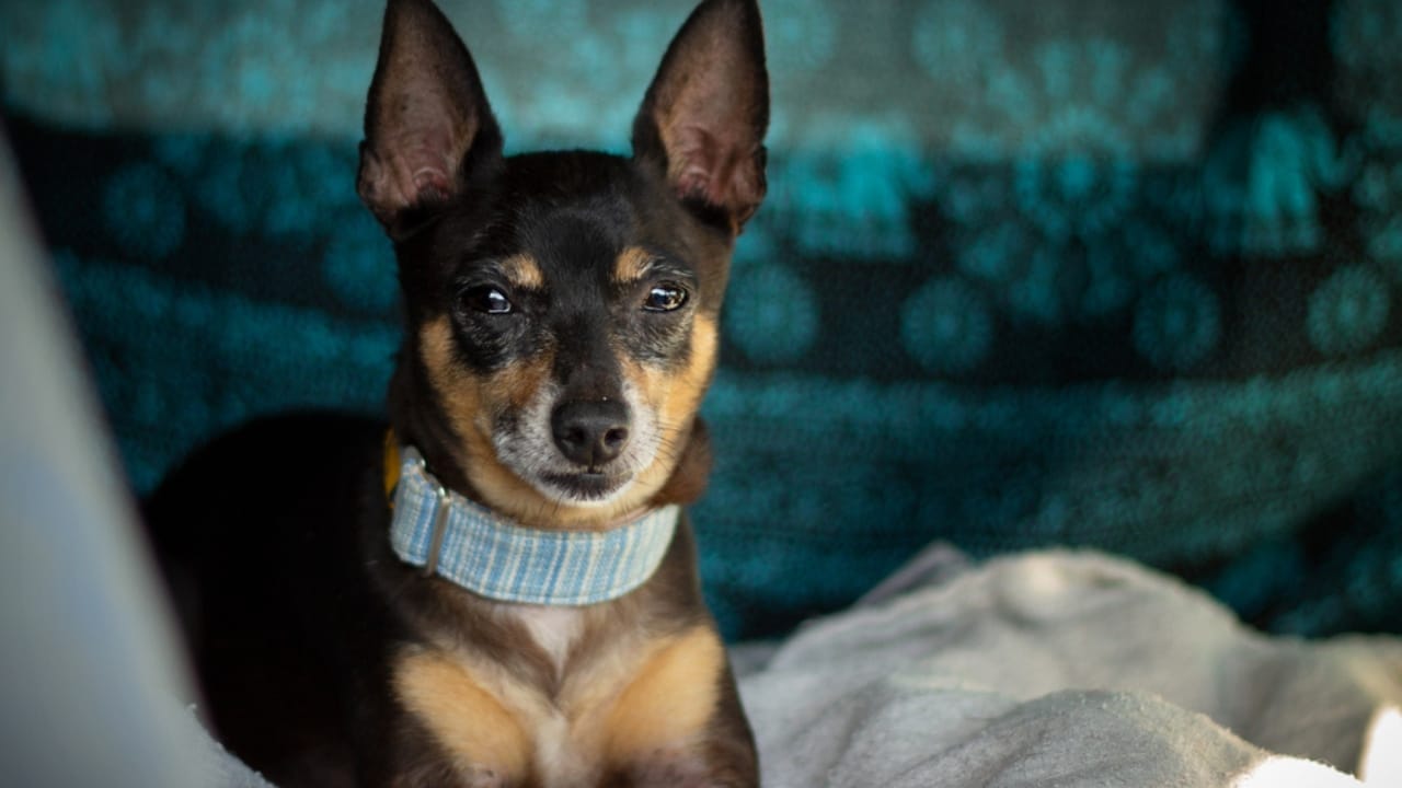 10 Reasons Why Rat Terriers Might Become Your New Favorite Dog Breed