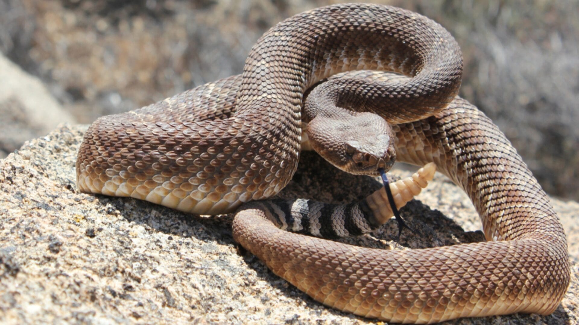 6 Facts About Rattlesnakes Most People Don't Know