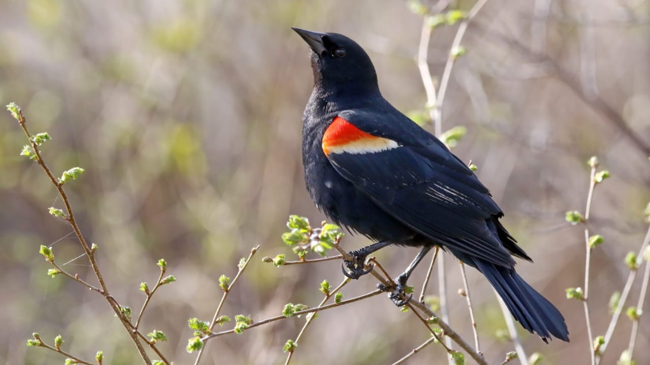15 Black Bird Species That Prove Beauty Isn’t Limited to Color