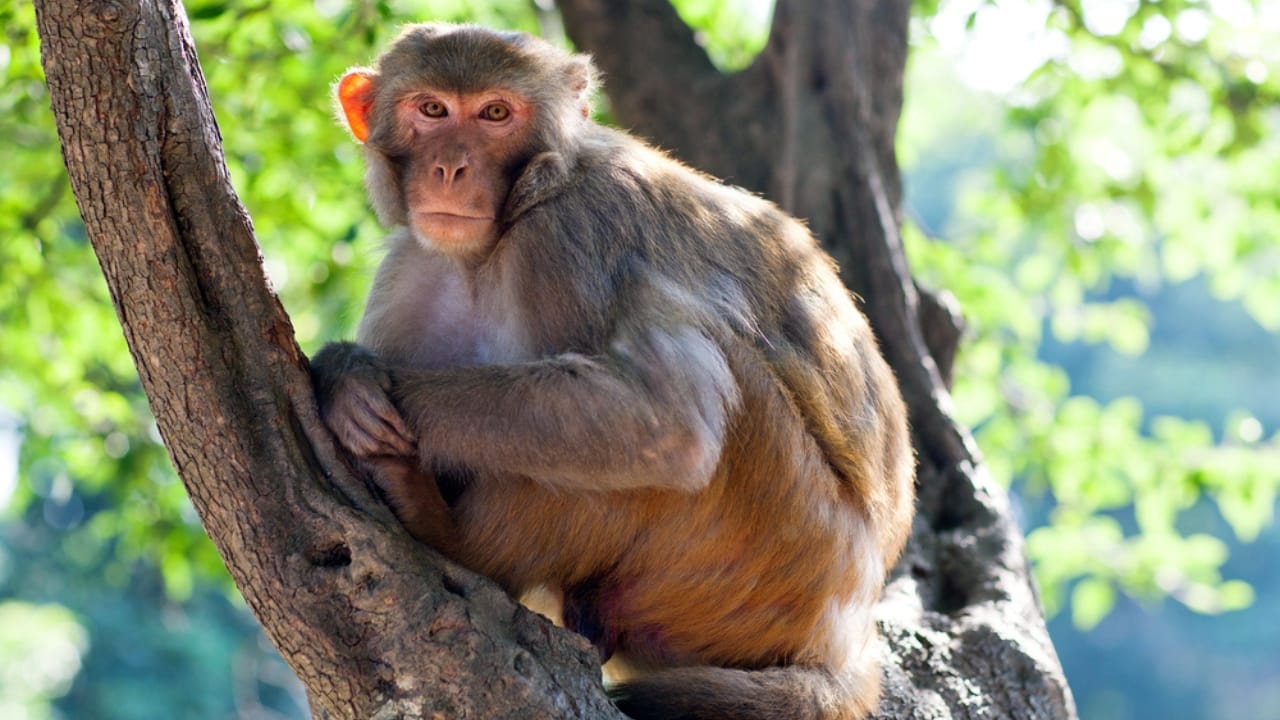 The 10 Largest Monkeys in the World