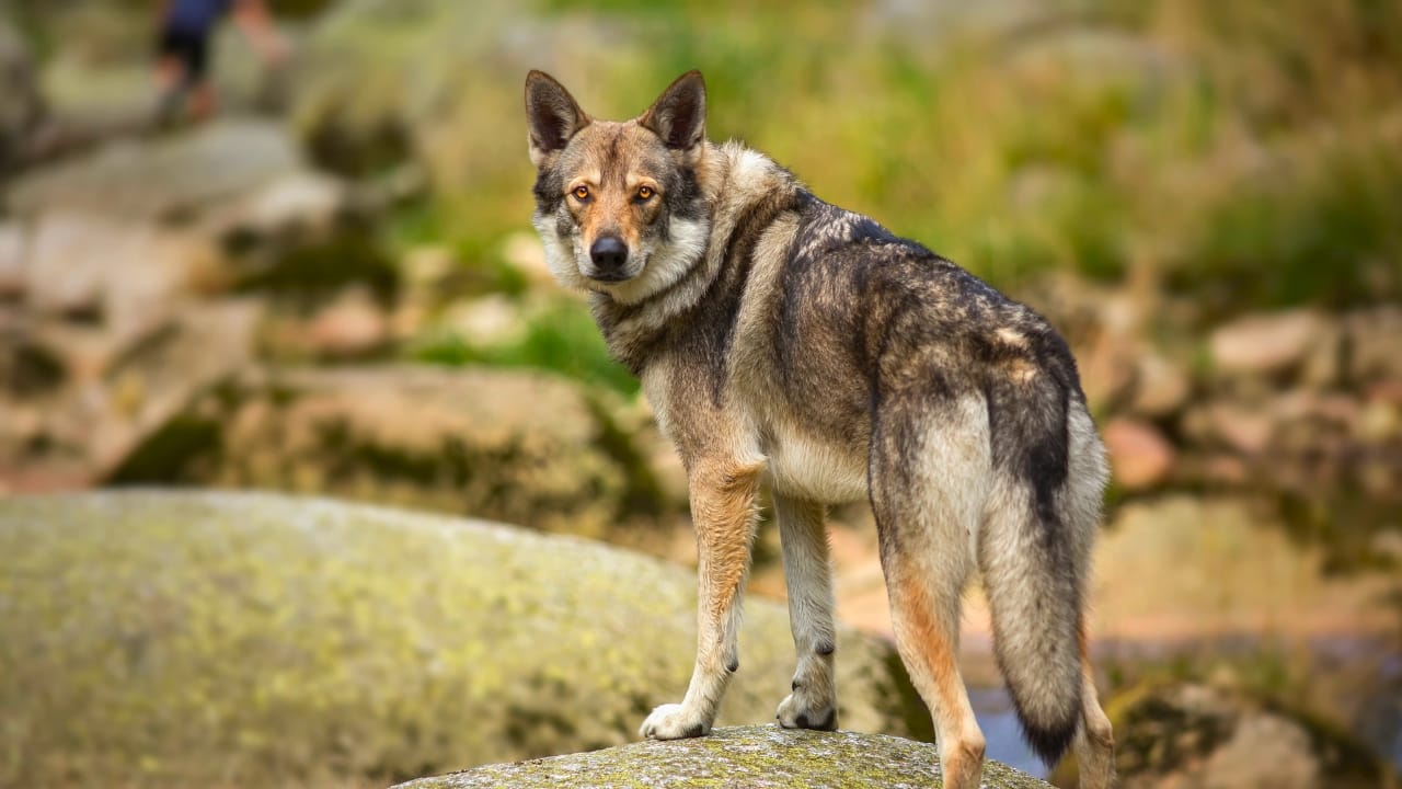 13 Wolf Dog Breeds Known for Their Wild Beauty