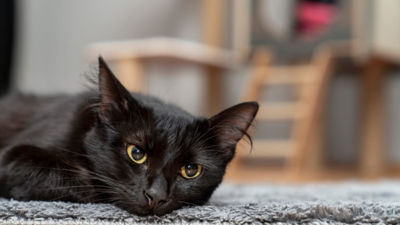 11 Fun Facts About Black Cats That Will Leave You Spellbound