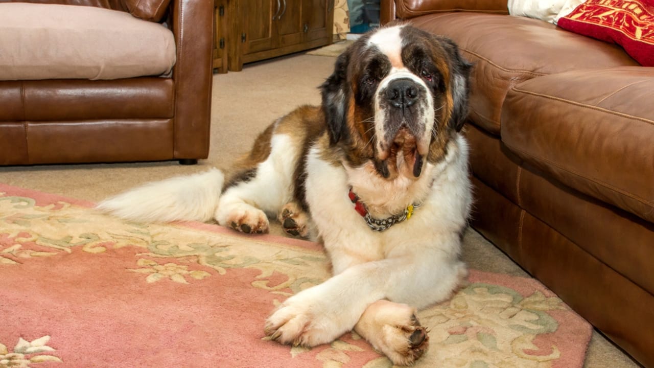 Hold Your Nose: The 9 "Stinkiest" Dog Breeds