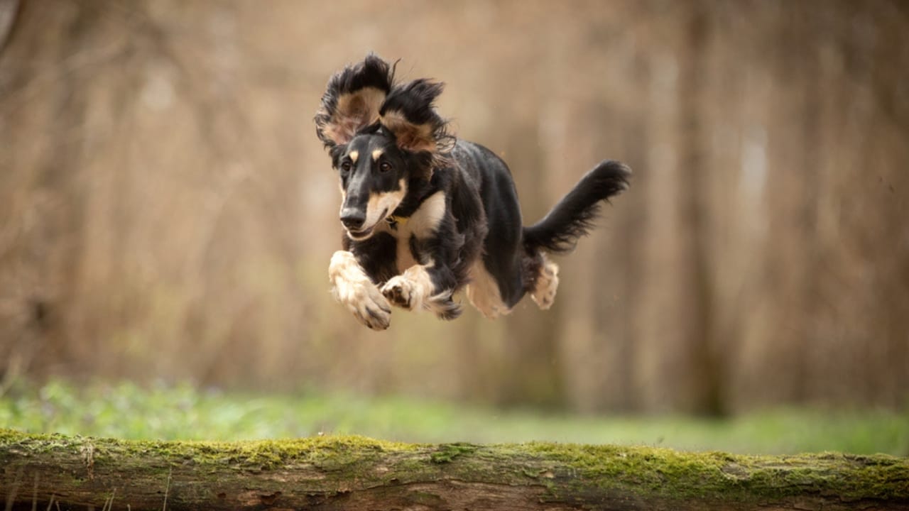 8 Unique Traits That Have Made Saluki Dogs Cherished Companions for ...
