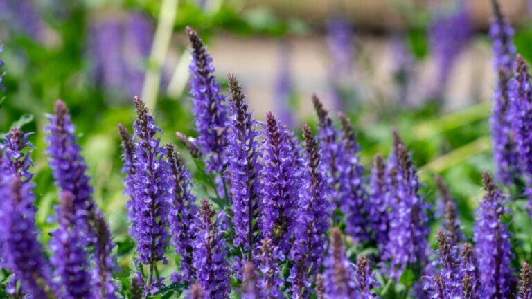 13 Drought-Resistant Plants Every Window Box Needs