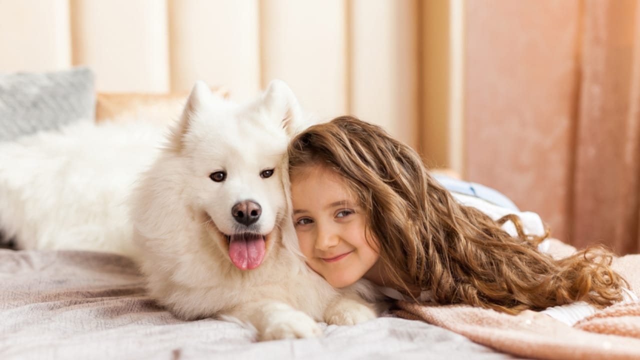 7 Samoyed-Approved Tips for Keeping Your House Fur-Free (Well, Almost)