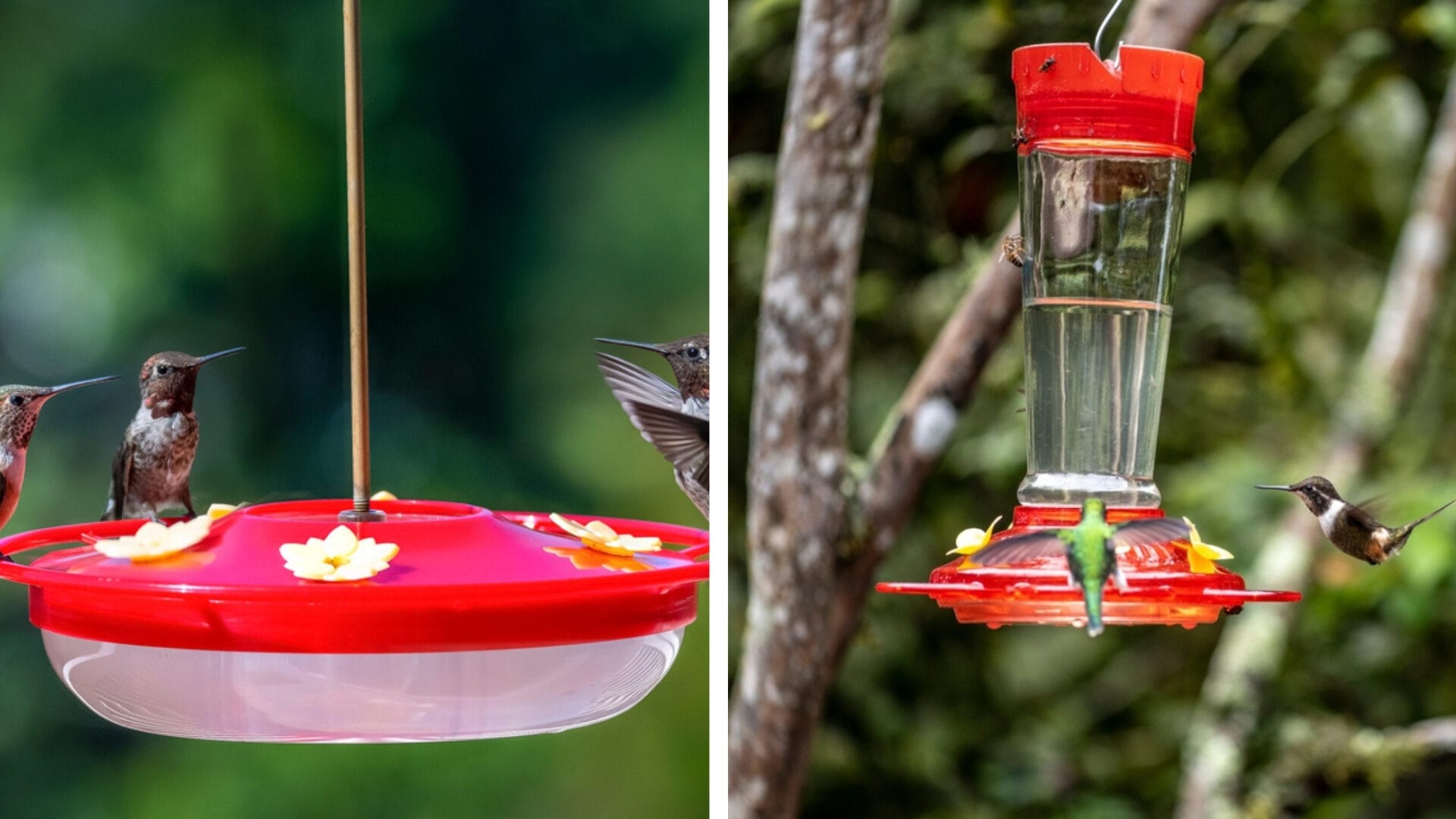 7 Solutions for Keeping Bees Off Hummingbird Feeders