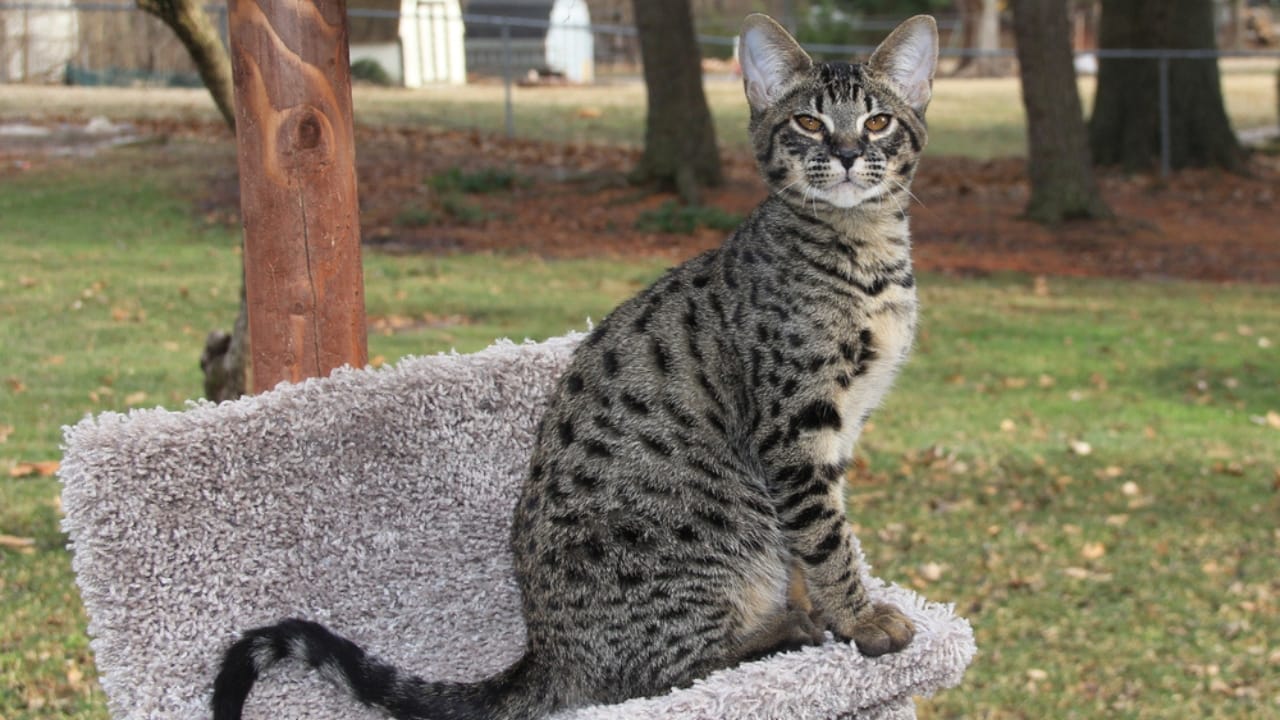 Meet the Savannah Cat: An Exotic 1980s Serval-Siamese Hybrid in Your ...