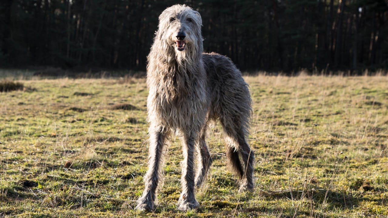 10 Things to Know About Scottish Deerhound Dogs Before Bringing One Home