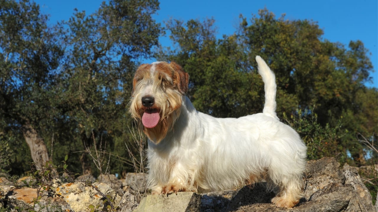 Before Getting a Sealyham Terrier Dog: 10 Things You Should Know