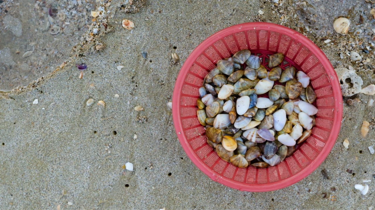 6 Reasons Why People Shouldn't Take Seashells From the Beach