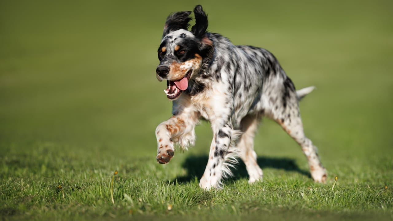 10 Things Only Devoted English Setter Lovers Know