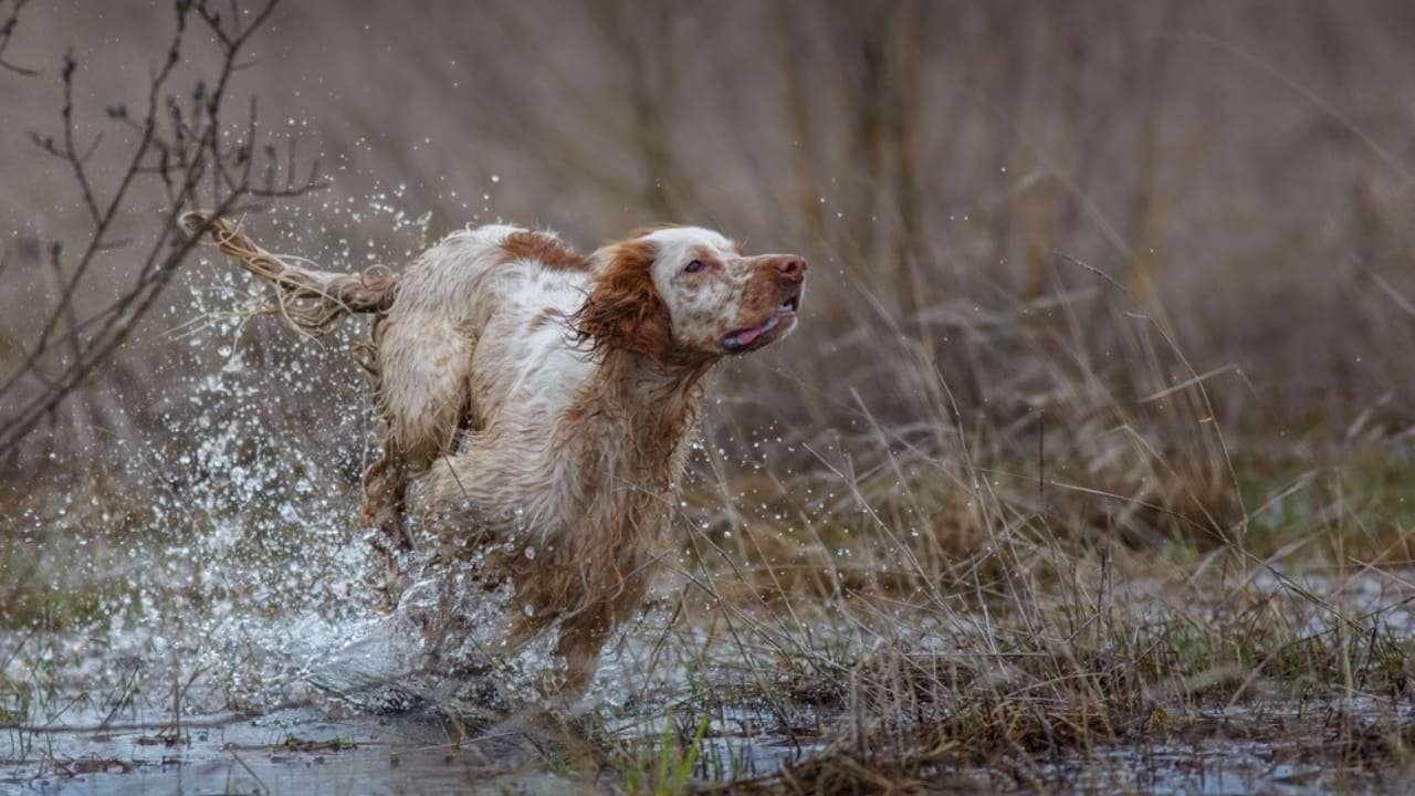 10 Things Only Devoted English Setter Lovers Know