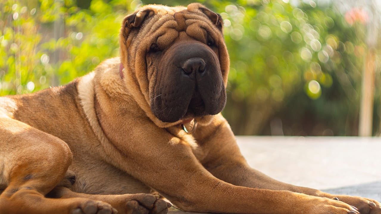 10 Worst Dog Breeds for Kids
