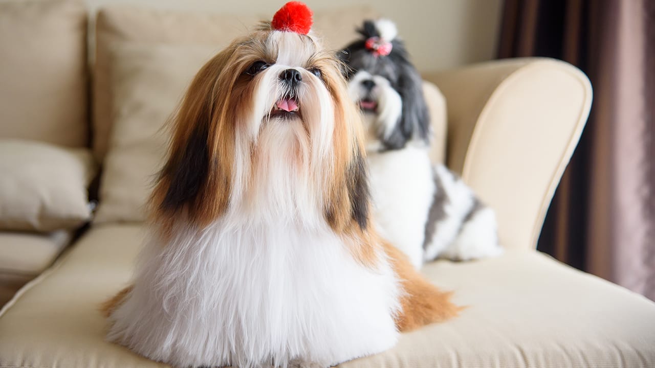12 Small Fluffy Dog Breeds Ideal for Snuggle Sessions