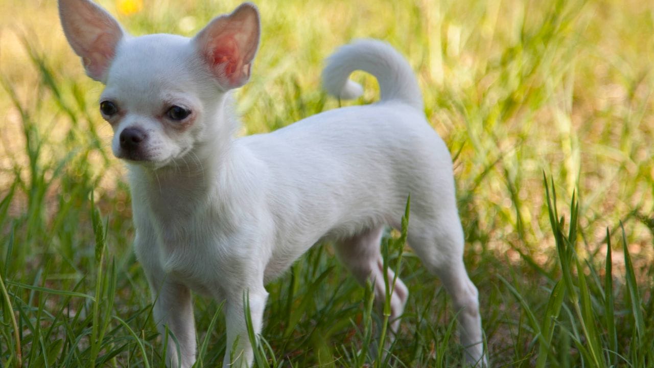 7 Different Types of Chihuahua Breeds Most People Don't Know About