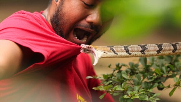 Ranking the 14 Most Dangerous Snakes in the World