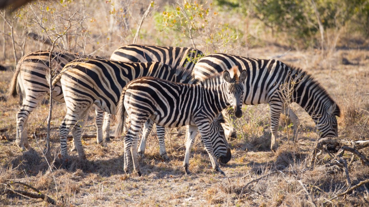 'Super Predator': The Animal in Africa That Even Lions Fear