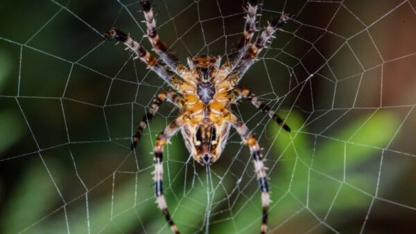 12 Colossal Spiders that Actually Exist in Real Life