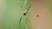 12 Colossal Spiders that Actually Exist in Real Life
