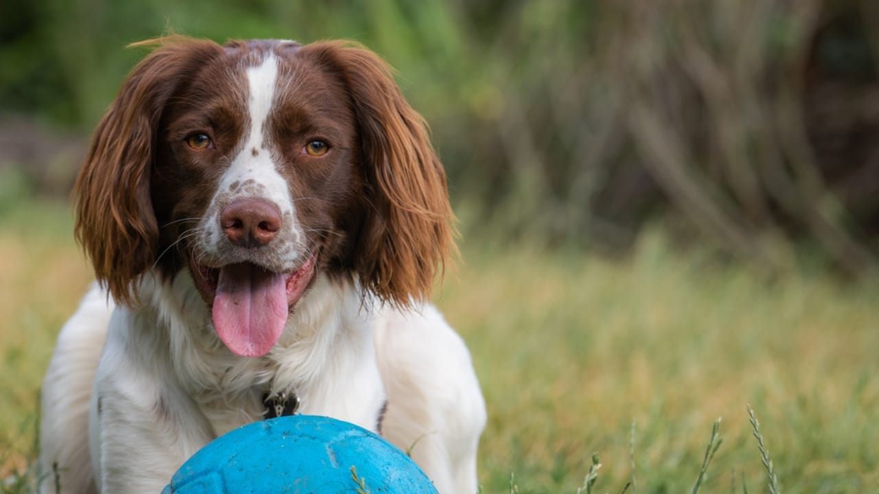 10 Little-Known Facts About English Springer Spaniel Dogs