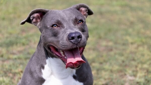11 Facts About XL Bully Dogs That Potential Owners Should Know