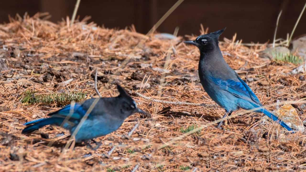 9 Things to Know about the Steller's Jay: The Bold & Boisterous Bird