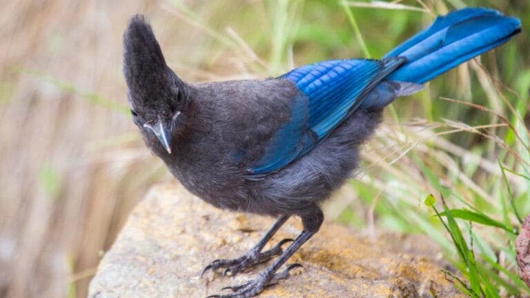 9 Things to Know about the Steller's Jay: The Bold & Boisterous Bird