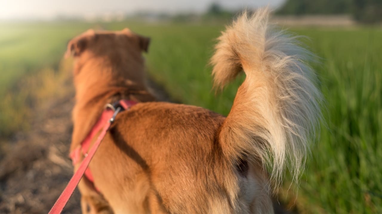 15 Dog Behaviors You’re Probably Misunderstanding