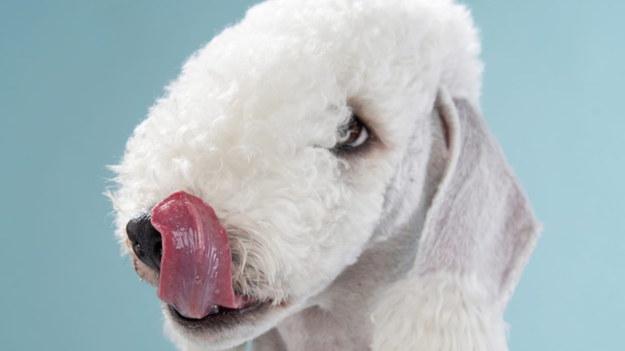 12 Dog Facial Expressions & What They Really Mean
