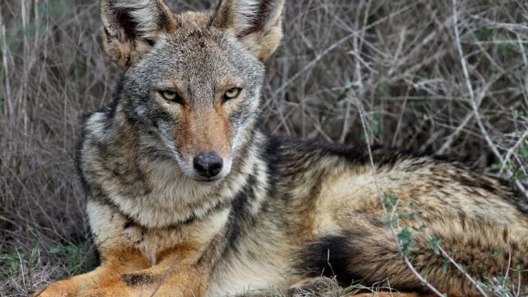 11 Fierce Predators That Raccoons Must Outsmart to Survive
