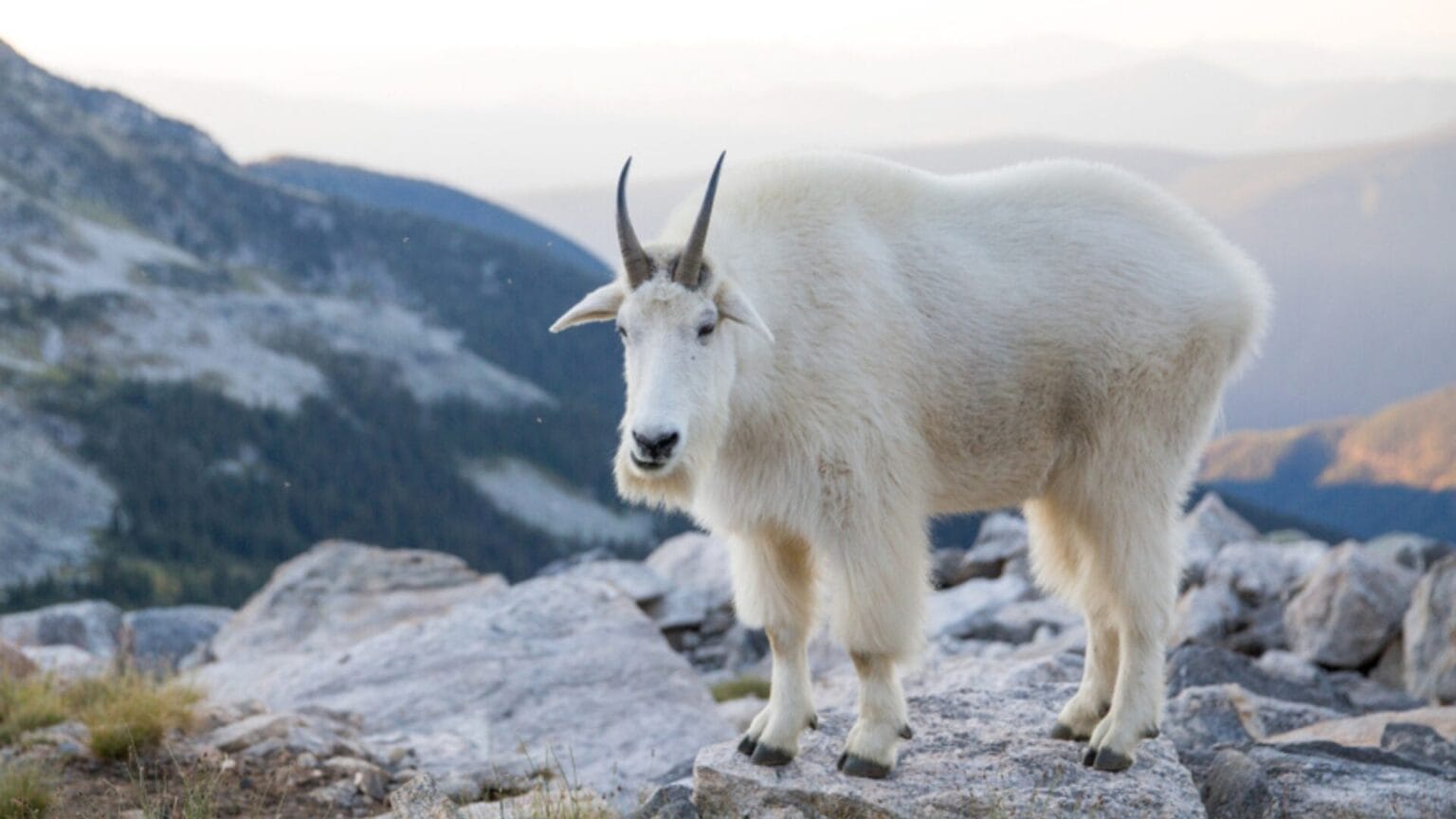 25 Legendary Animals of Norse Mythology