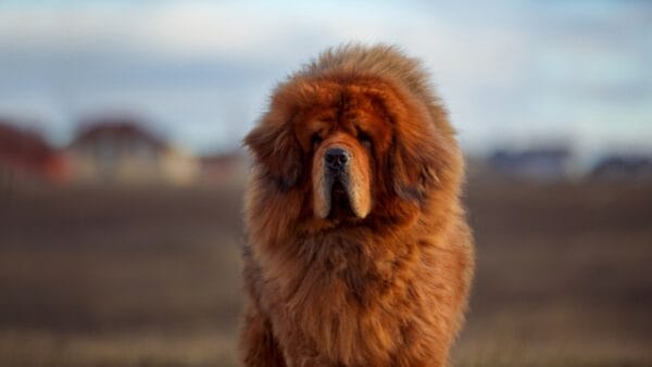 10 Majestic Mountain Dog Breeds You’ll Want in Your Life
