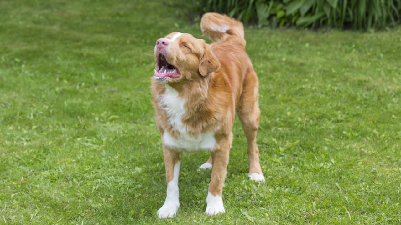 7 Unique Traits of Nova Scotia Duck Tolling Retrievers & How Their ...