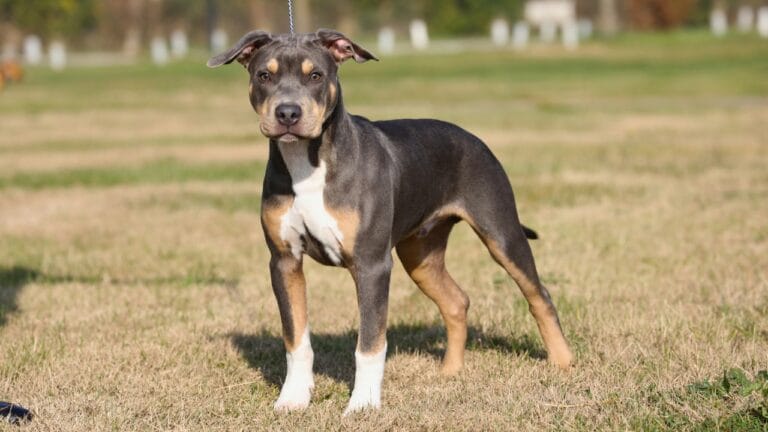 11 Rare & Unique Pitbull Colors Most Have Never Seen