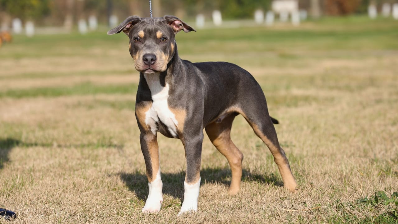 11 Rare & Unique Pitbull Colors Most Have Never Seen