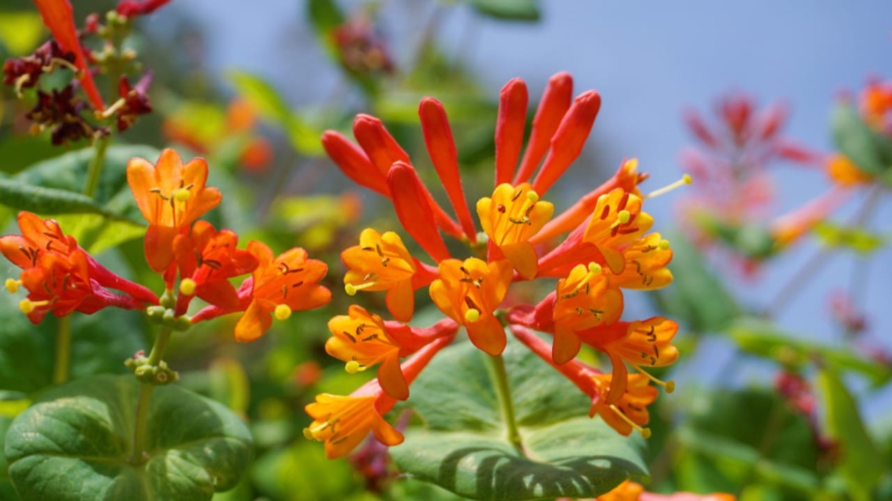 The Power of Honeysuckle: Exploring Its Edible & Medicinal Potential