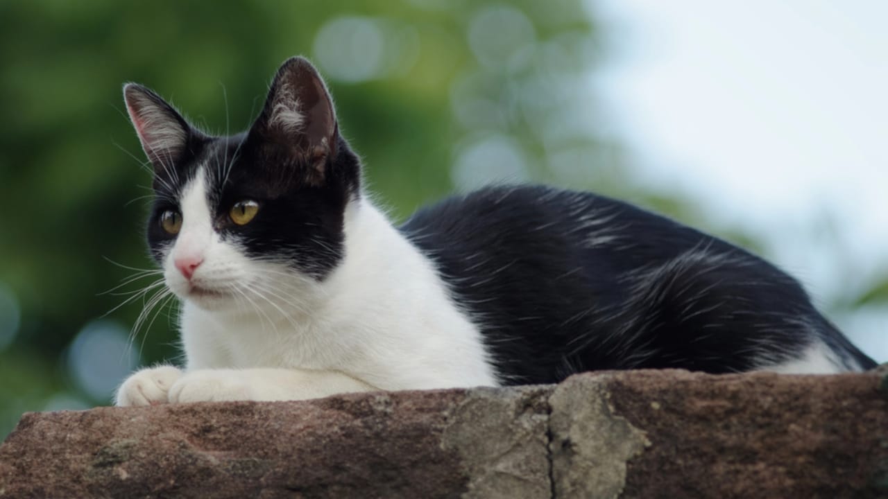 10 Facts About Tuxedo Cats You Probably Didn’t Know