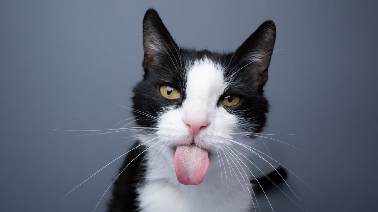 10 Facts About Tuxedo Cats You Probably Didn’t Know