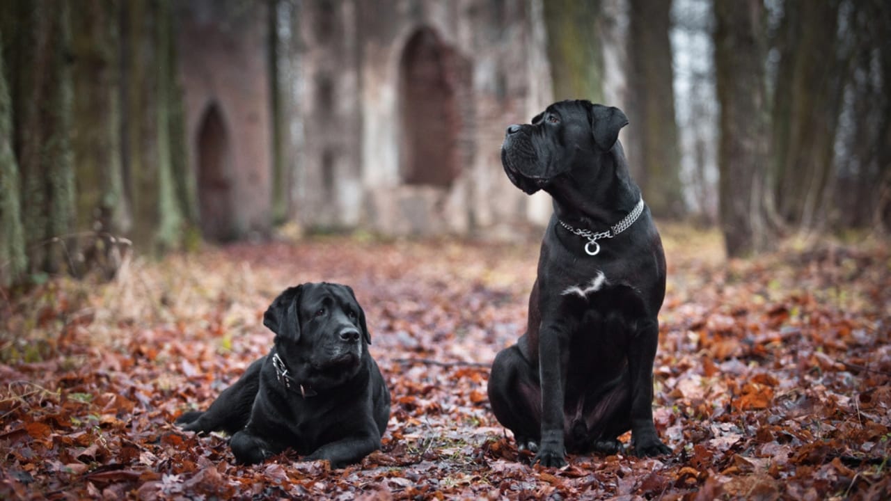 9 Little-Known Historical Truths About Cane Corso Dogs